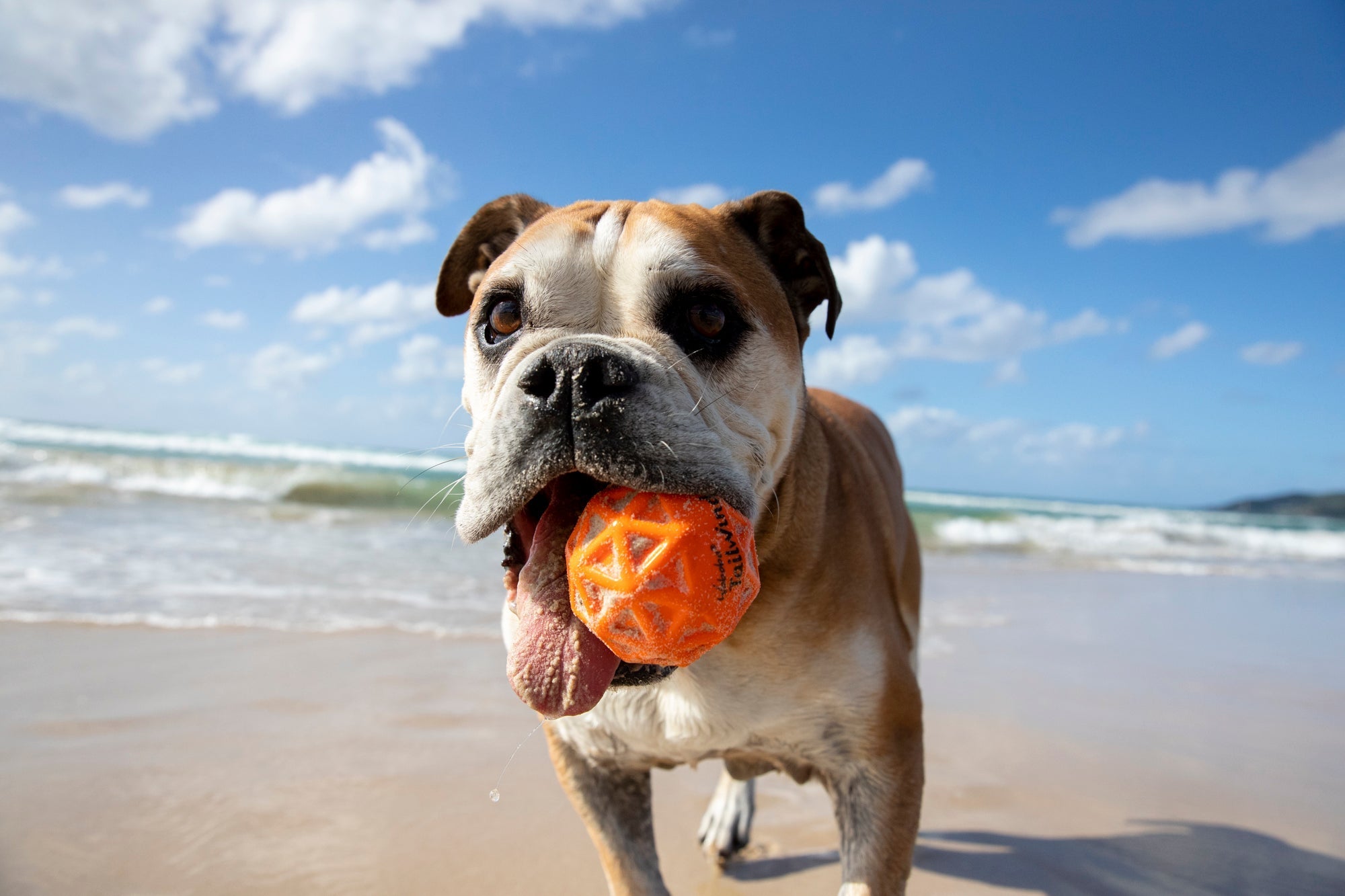 Waboba Dog Toys – Waboba EU